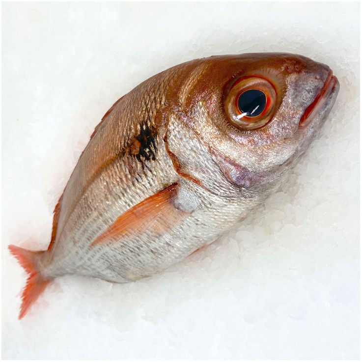 besugo del atlántico uno de los pescados más ricos