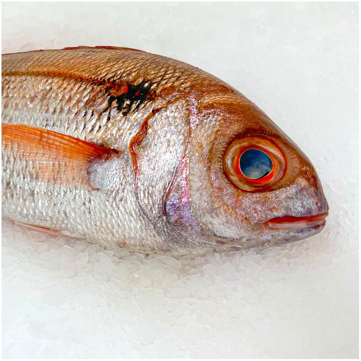 besugo del atlántico uno de los pescados más ricos