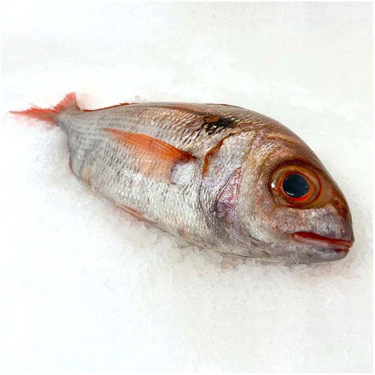besugo del atlántico uno de los pescados más ricos