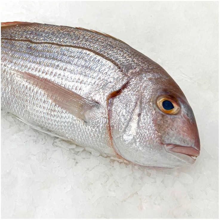 Pargo fresco directamente del mar a su domicilio