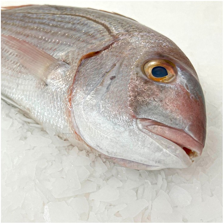 Pargo fresco directamente del mar a su domicilio