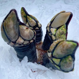Comprar percebes gallegos online de la ría en Bocadodemar